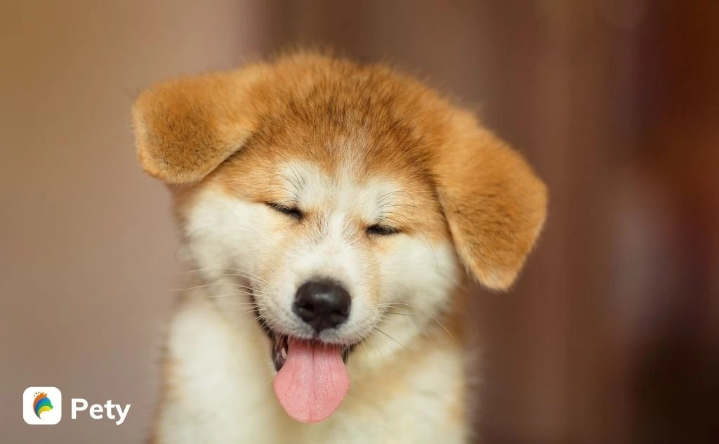 Top 8 Giống Chó Con Đẹp Được Ưa Chuộng Nhất Tại Việt Nam