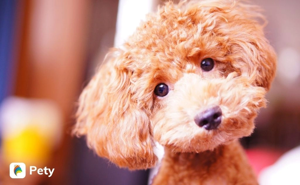Chăm Sóc Chó Con Poodle - Những Điều Bạn Cần Biết