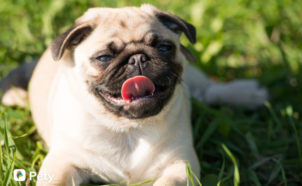 Dinh Dưỡng Cho Chó Pug