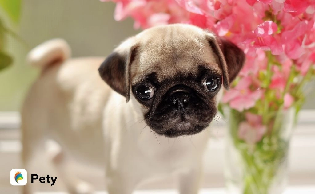 Giá Chó Pug Con Trên Thị Trường Hiện Nay