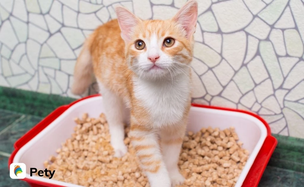 Mèo Đánh Rắm - Bật Mí Về Việc “Xì Hơi” Của Mèo