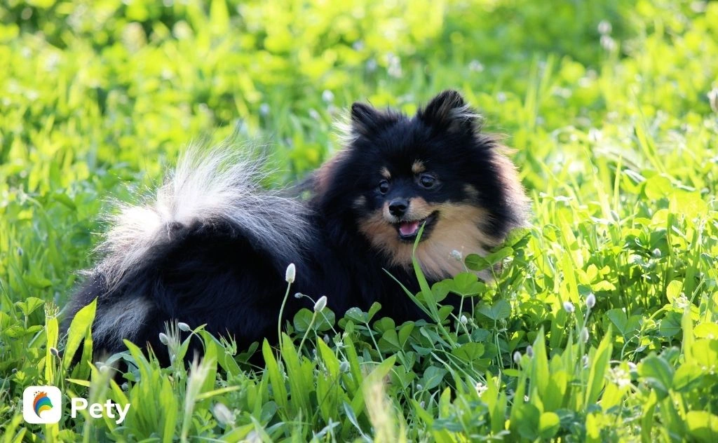 Chó Phốc Sóc Đen Nâu Và Nét Tính Cách Dễ Thương